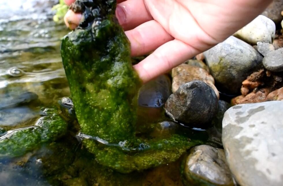 How to Control String Algae in Your Oklahoma City Metro Area Pondless ...